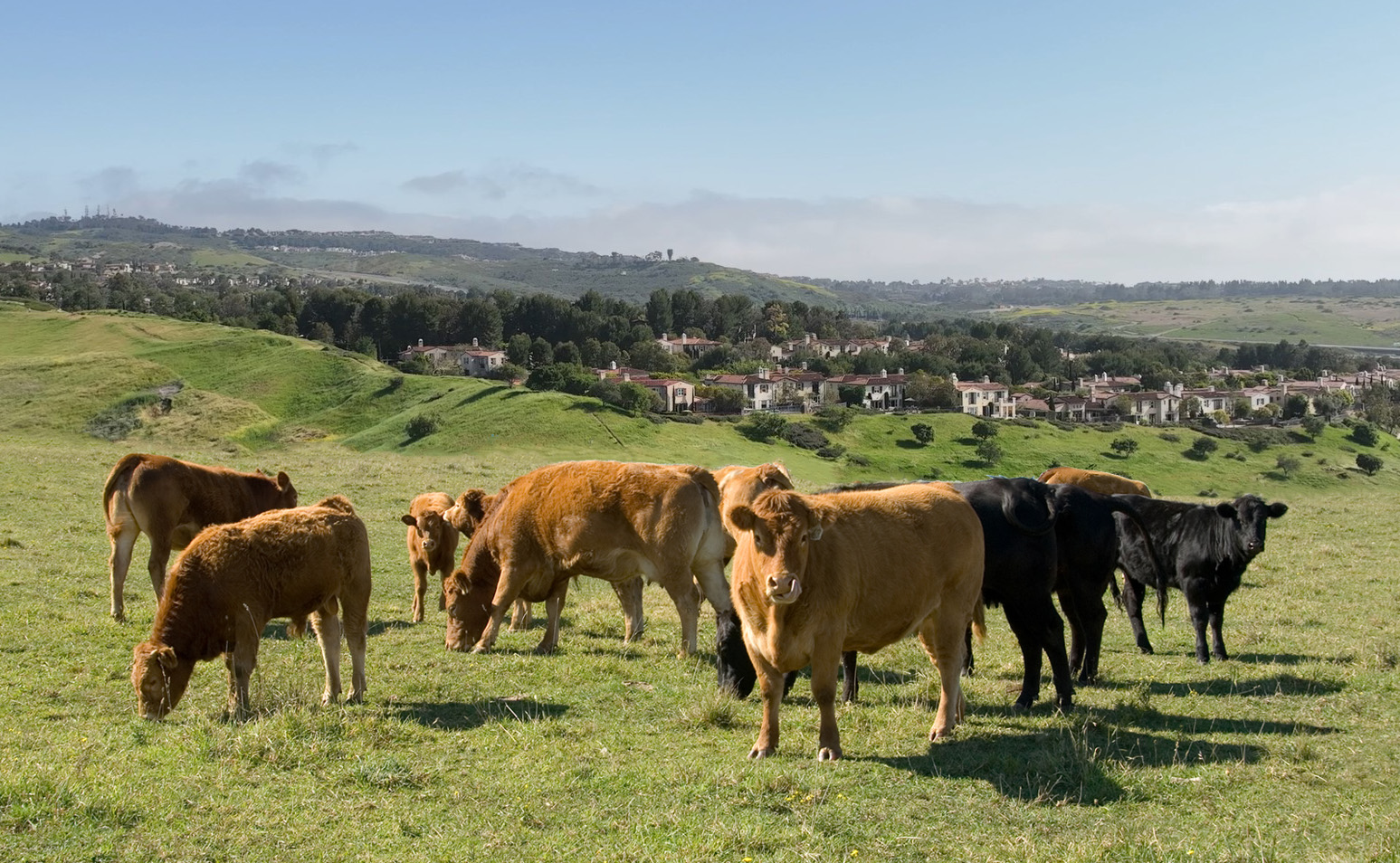 NEW FILM TELLS THE HISTORY AND TRANSFORMATION OF THE IRVINE RANCH ...